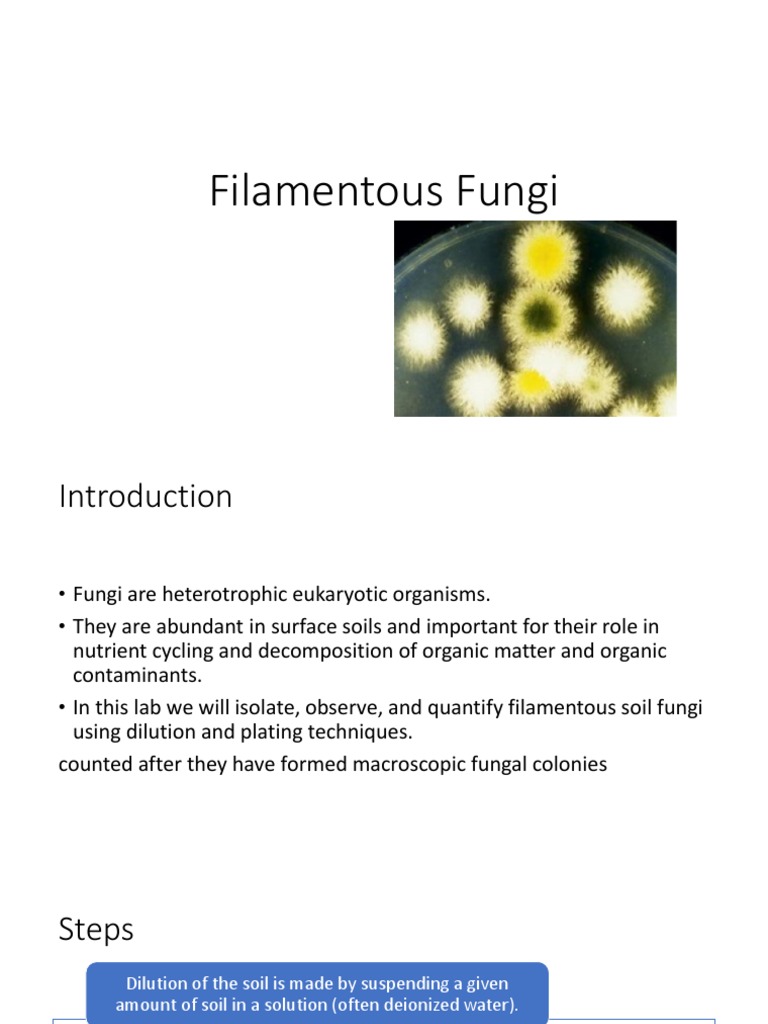 Filamentous Fungi | PDF