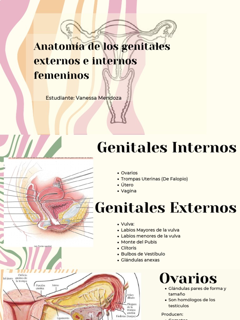 Anatomía de Los Genitales Externos e Internos Femeninos | PDF | Vagina | Ovario
