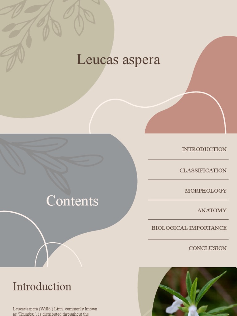 Leucas Aspera | PDF | Plant Stem | Tissue (Biology)