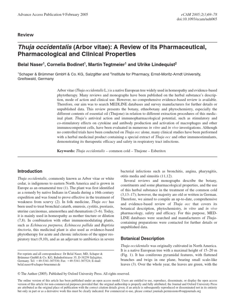 Thuja Occidentalis (Arbor Vitae) : A Review of Its Pharmaceutical | PDF ...