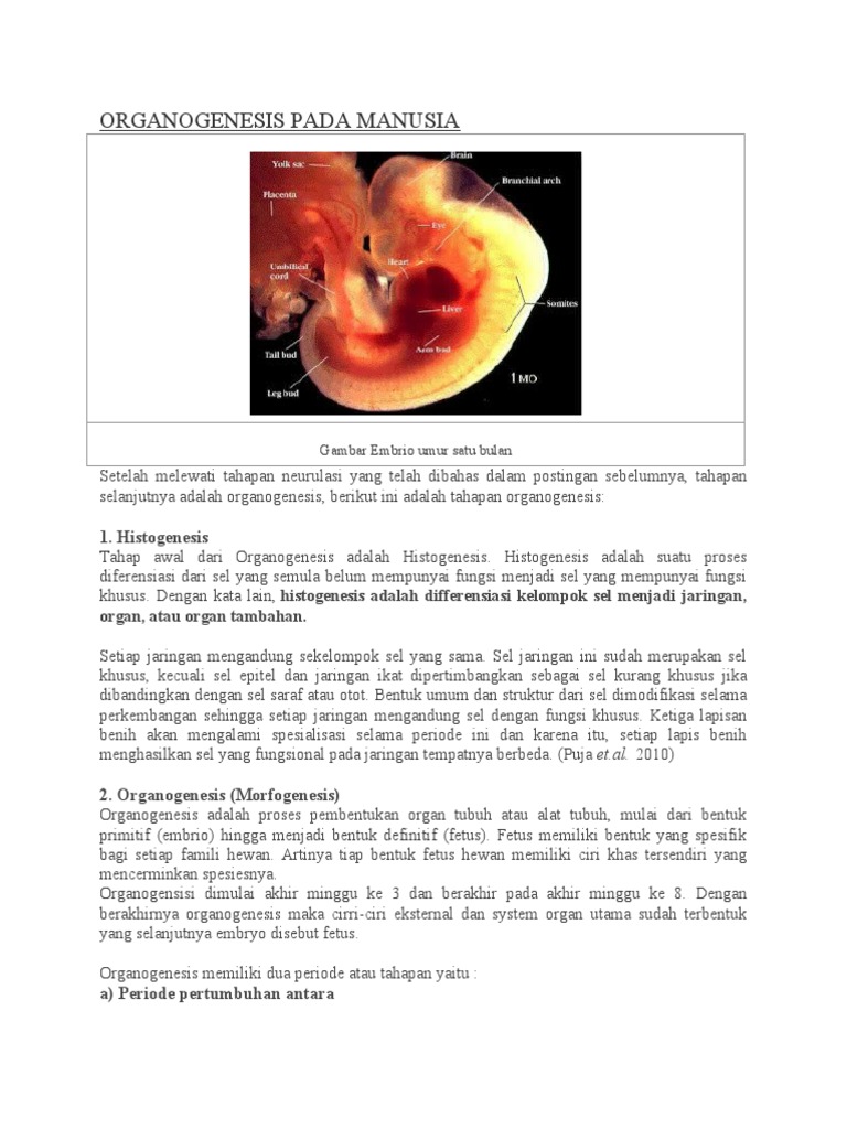 Proses Organogenesis pada Manusia | PDF