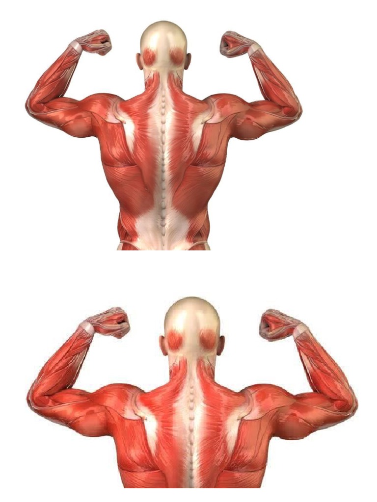 Mengenal Sistem Otot Manusia Dan Masing | PDF | Kesehatan Holistik