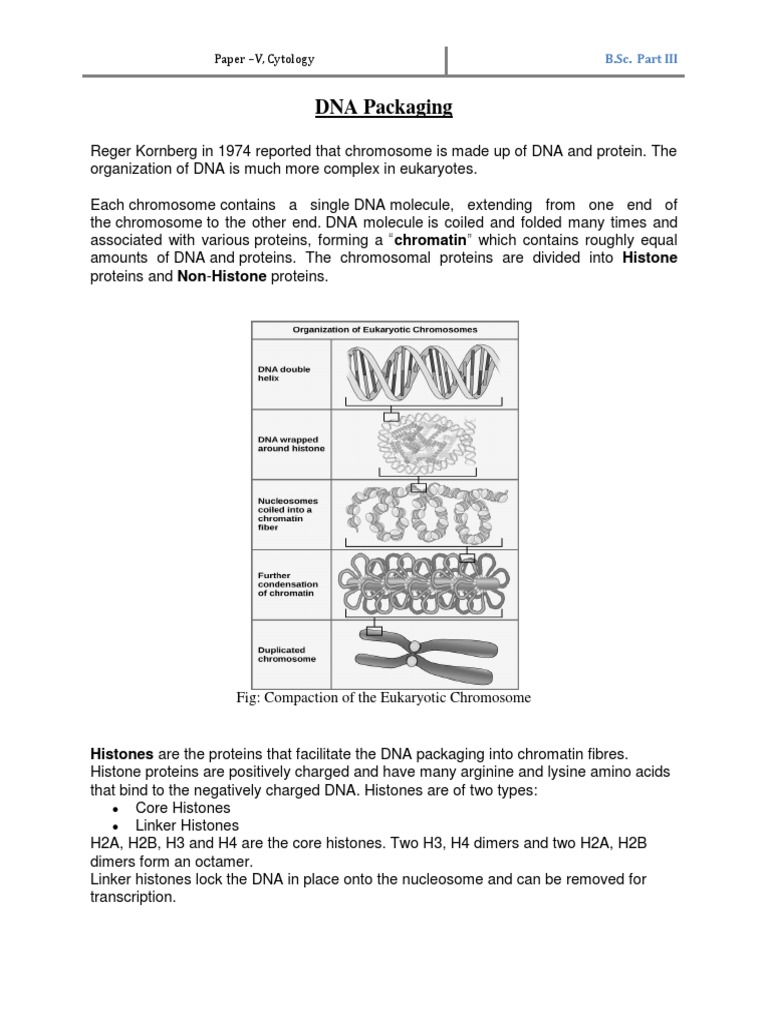 DNA Packaging | PDF | Histone | Chromatin