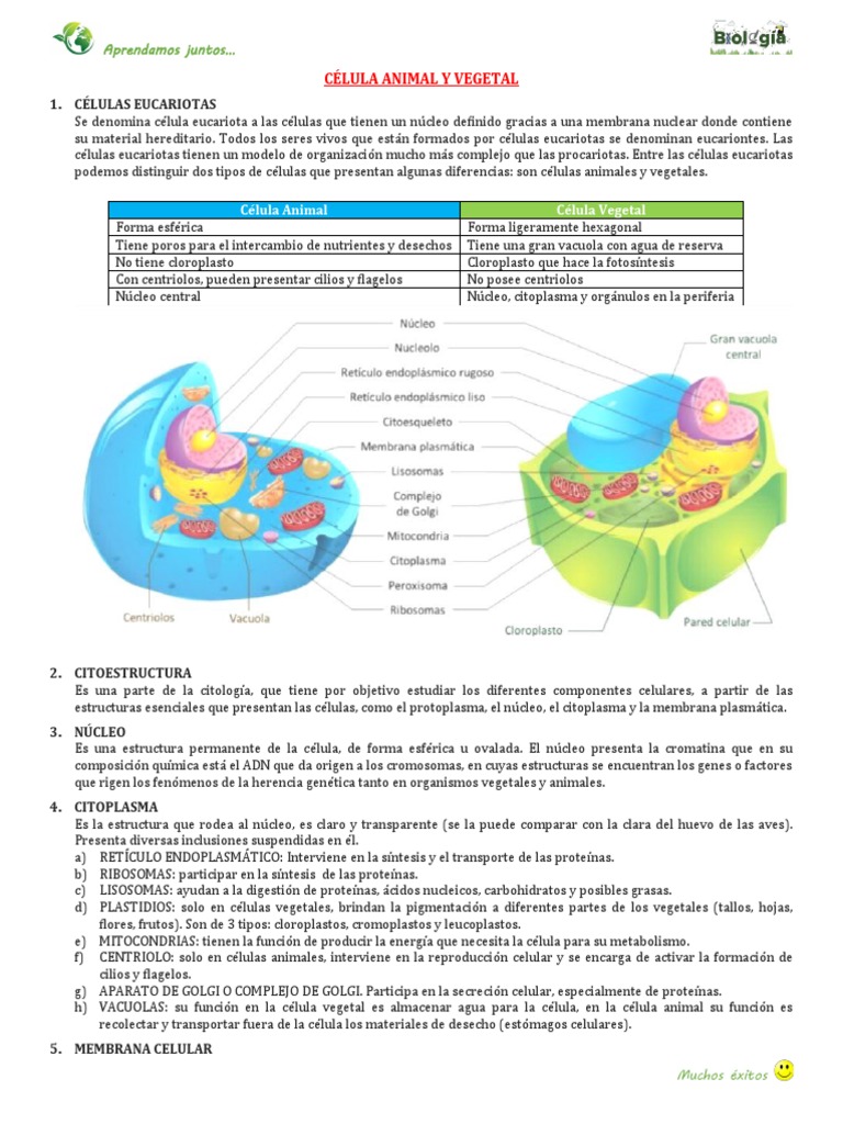 Comparativa de Células Animales y Vegetales | PDF | Biología Celular ...