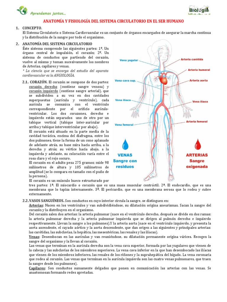 Sistema Circulatorio Pdf Sistema Circulatorio Vena