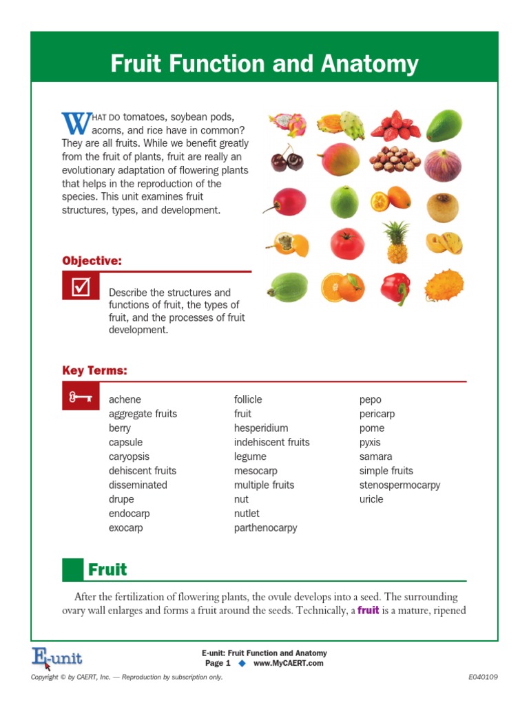 Fruit Function Reading | PDF | Fruit | Seed