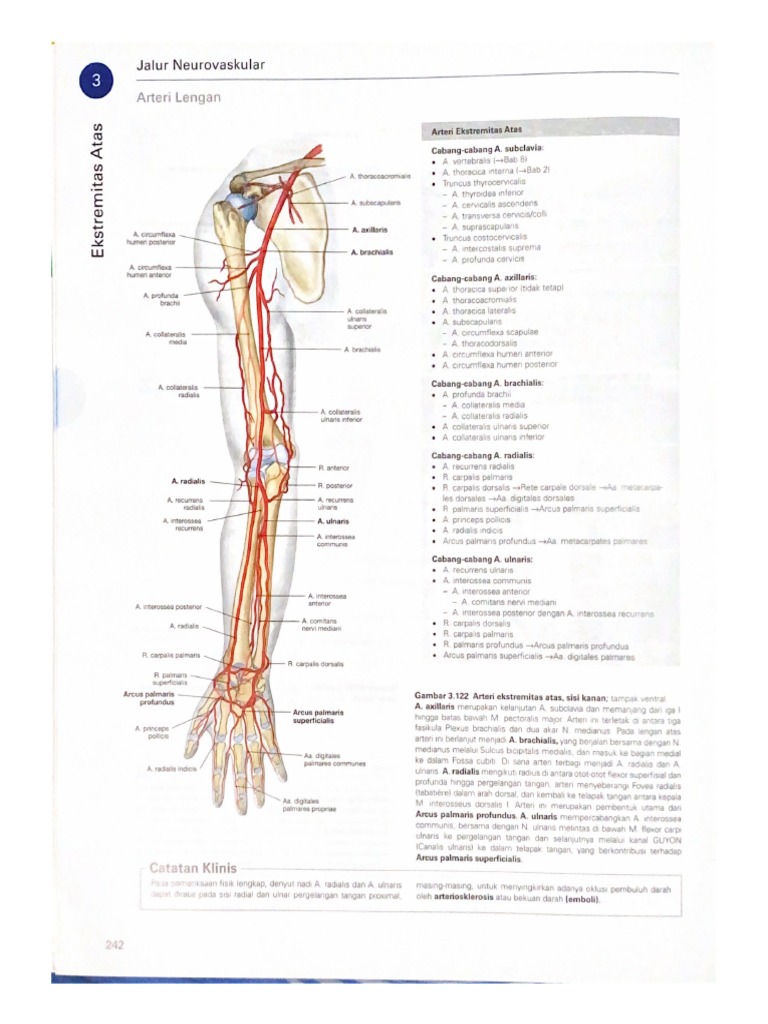 Arteri Lengan | PDF