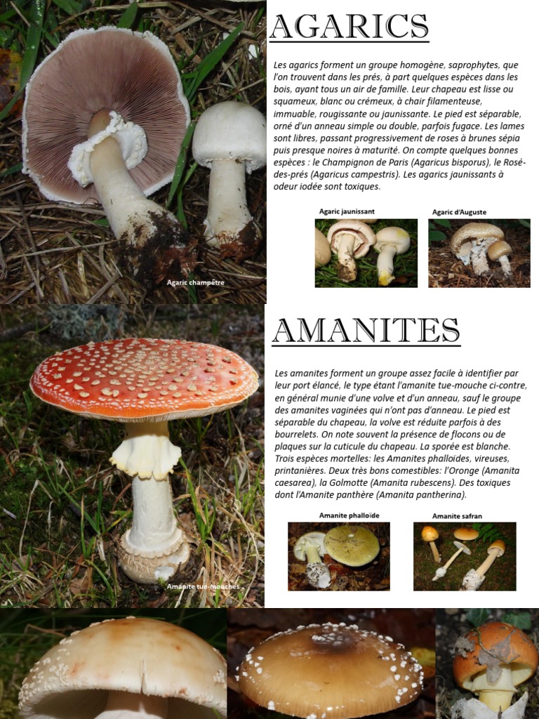 Classification des types de champignons | PDF | Produits forestiers non ...