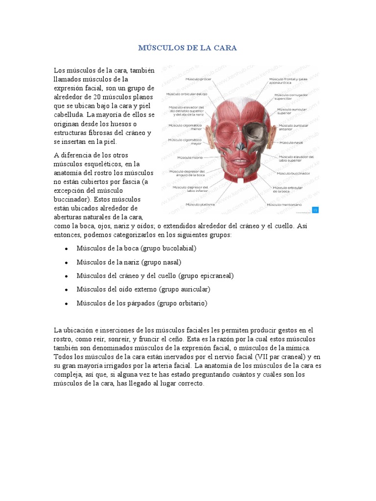 Musculos de La Cara | PDF | Anatomía | Sistema musculoesquelético