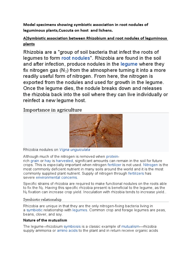Symbiotic Associations in Plants | PDF | Legume | Organisms