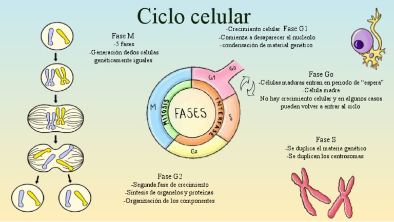 Ciclo Celula | PDF