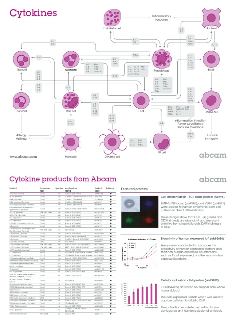 Cytokines Poster | PDF | Interleukin 10 | Interleukin 4