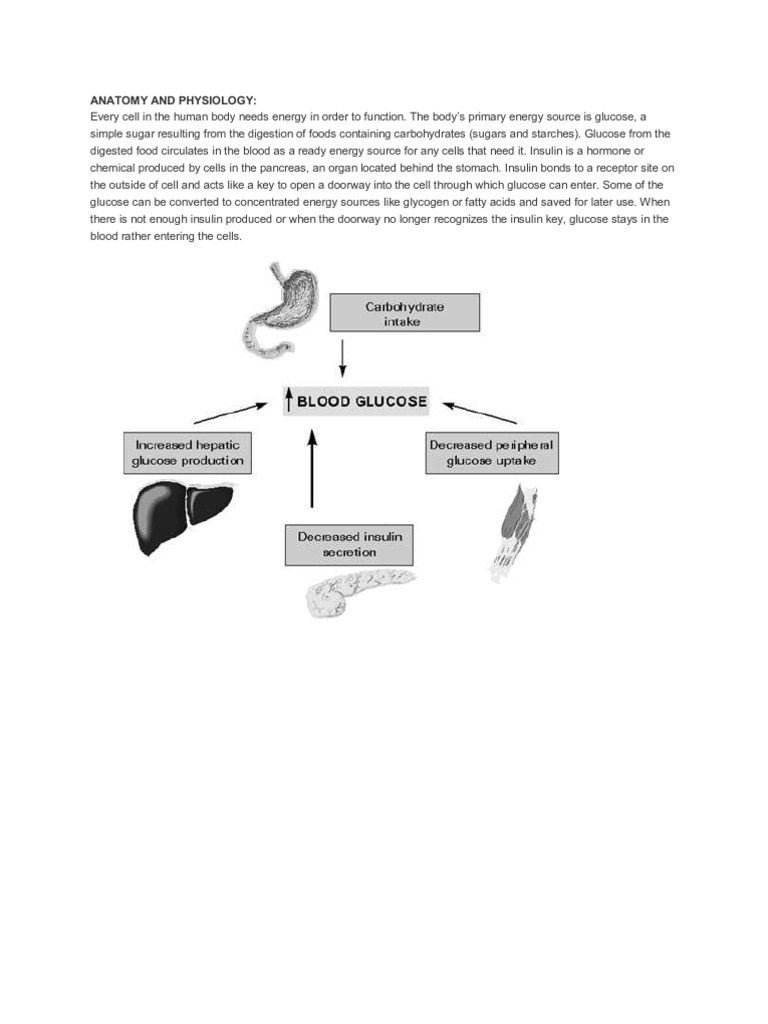 Anatomy and Physiology of Diabetes | PDF | Blood Sugar | Diabetes Mellitus
