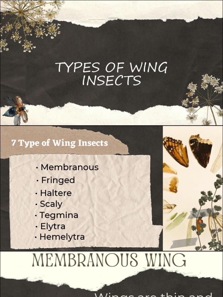 Type of Wing Insects Presentation | PDF | Arthropods | Hexapoda