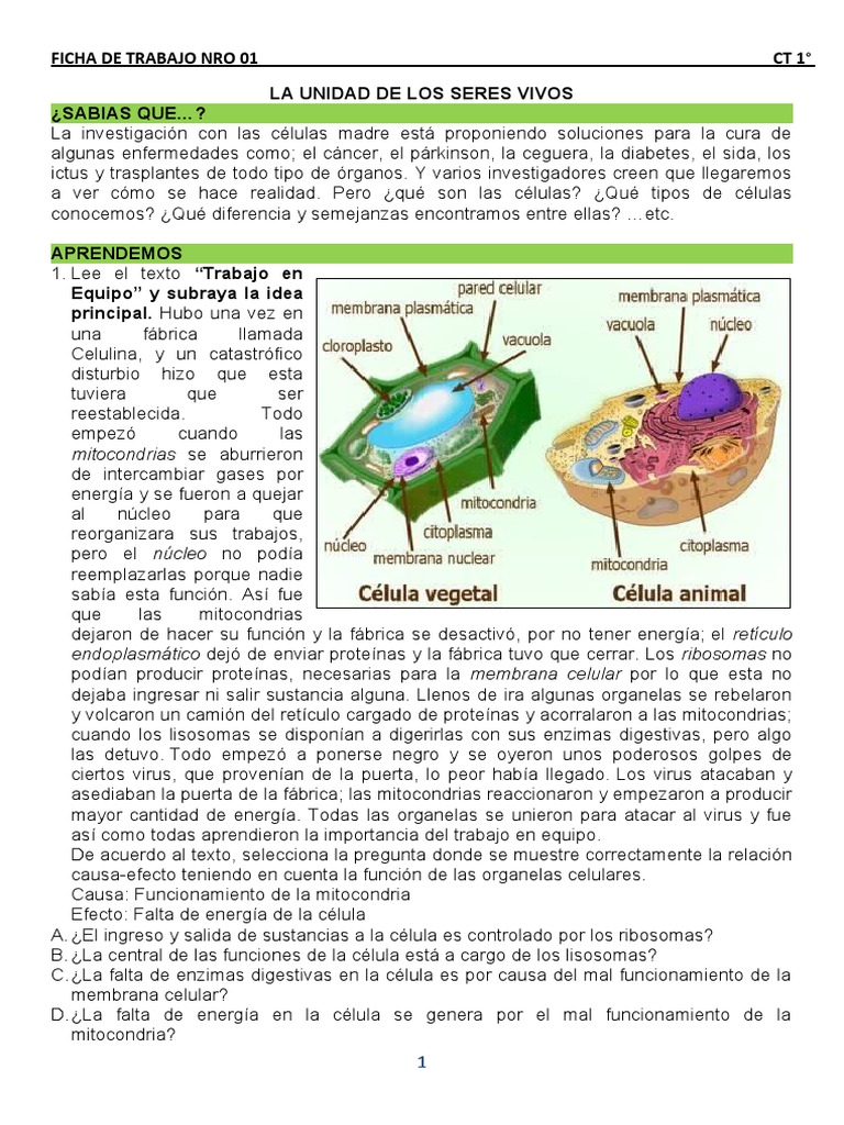 Estructura y Función de las Células | PDF | Biología Celular) | Plantas