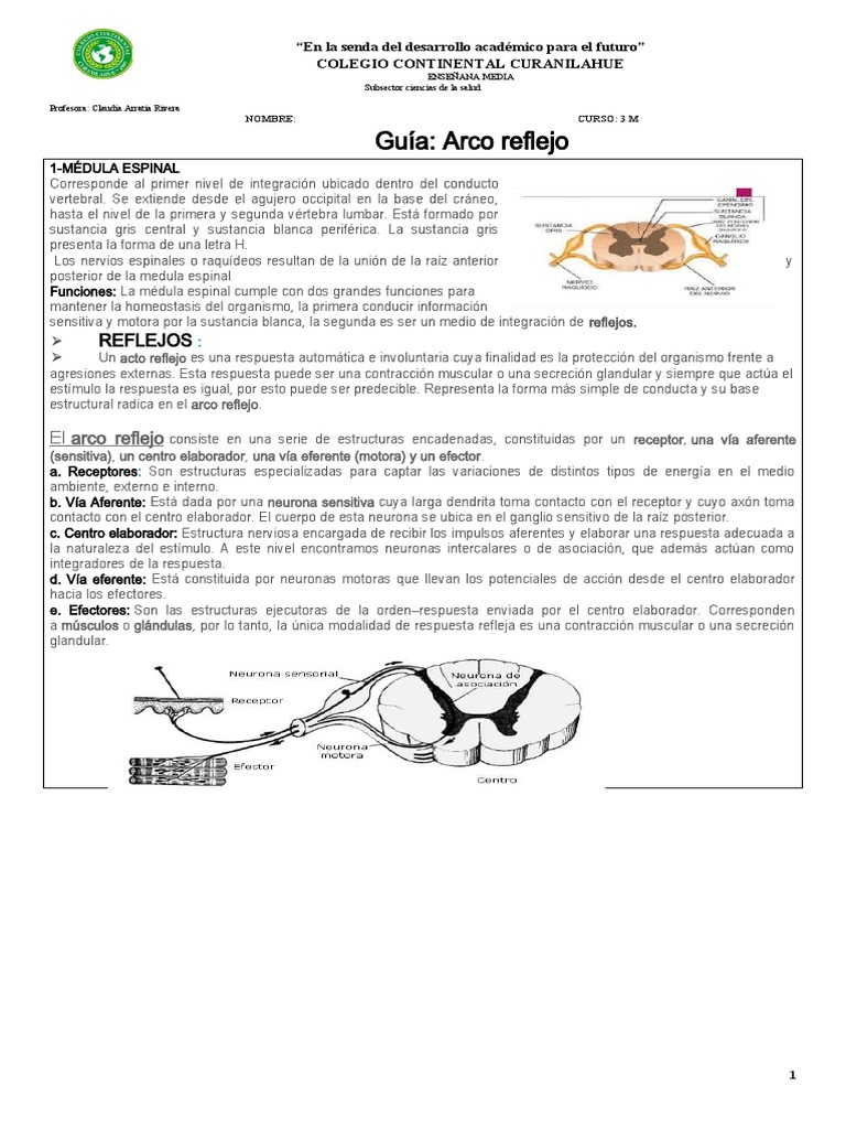 Componentes del arco reflejo y funciones | PDF | Neurona | Materia gris