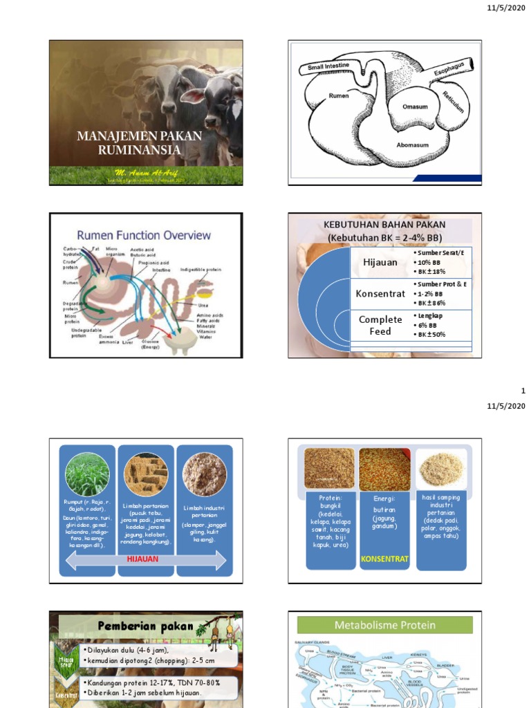 Bentuk Retikulum Pakan Sapi | PDF
