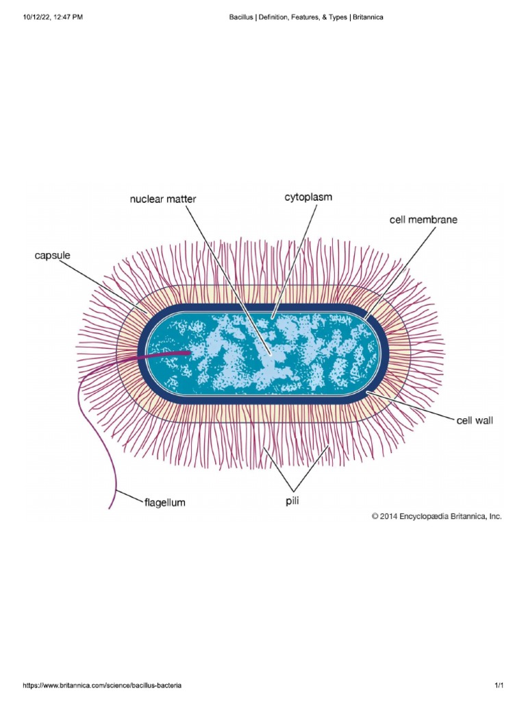 Genus Bacillus | PDF