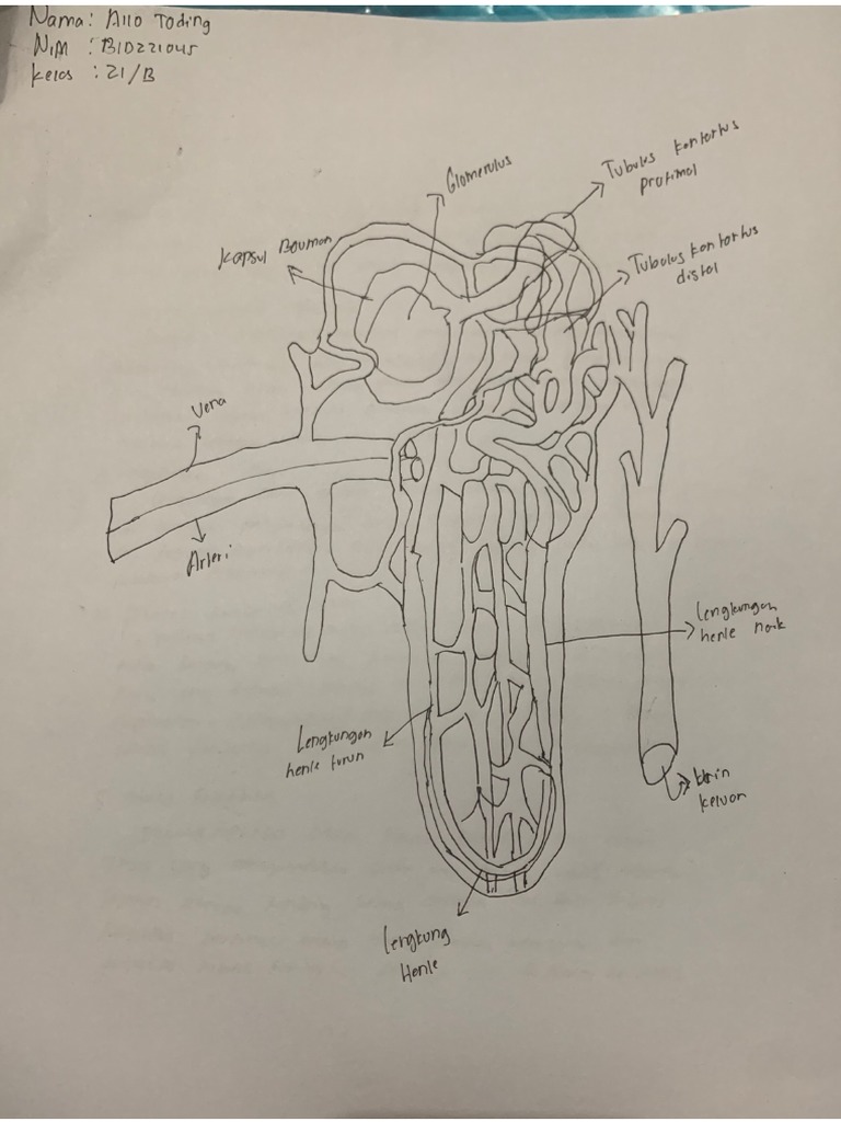 Gambar Nefron Dan Fungsinya Allo Toding | PDF