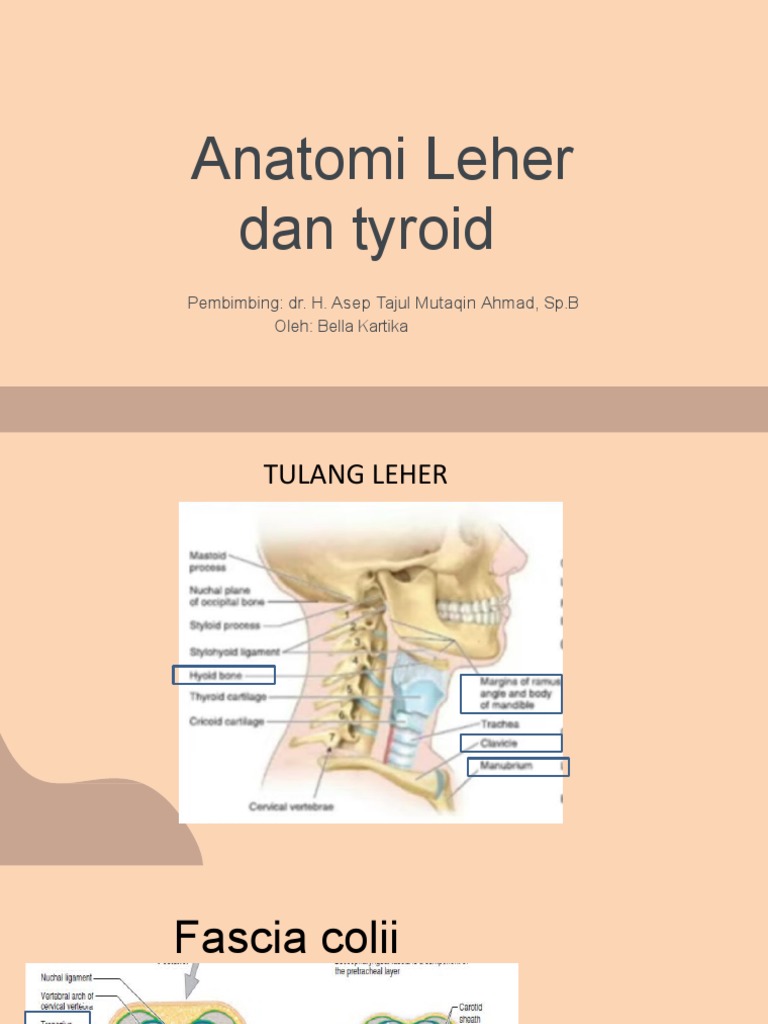 Anatomi dan Fisiologi Tiroid Leher | PDF
