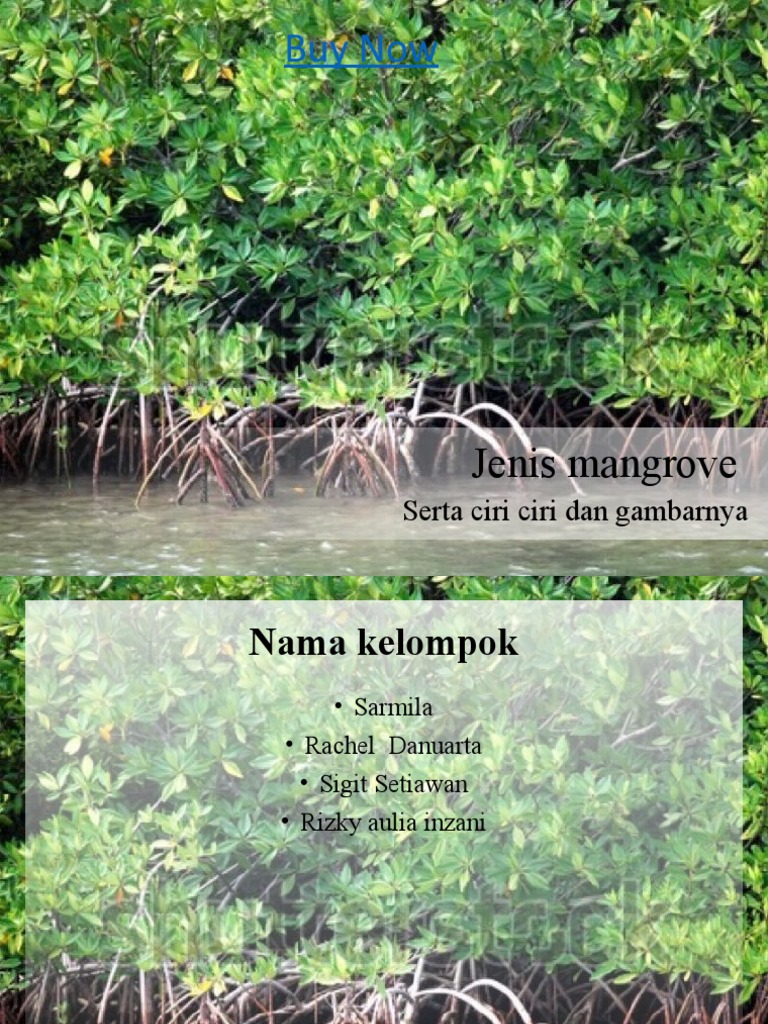 Jenis Mangrove | PDF