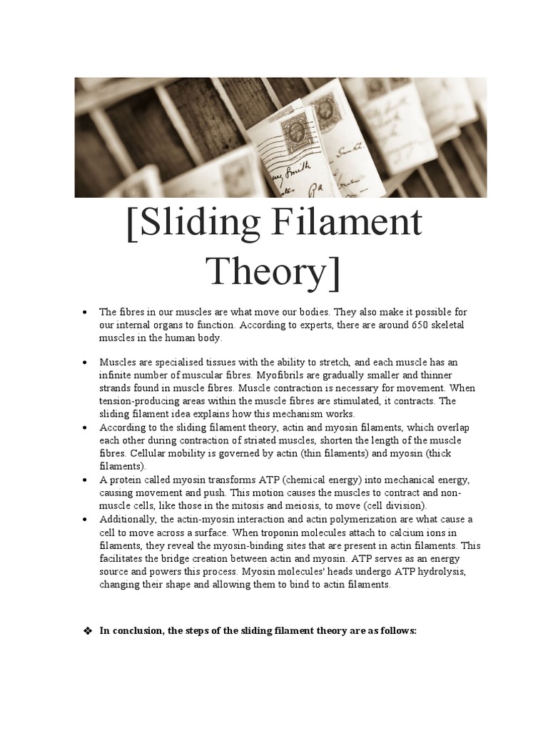 Sliding Filament Theory Explained | PDF | Skeletal Muscle | Actin