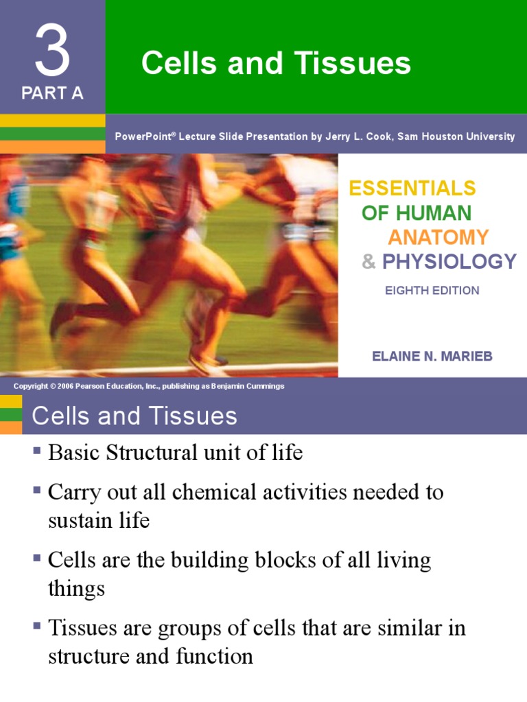 Marieb Ch3a | PDF | Endoplasmic Reticulum | Cell (Biology)