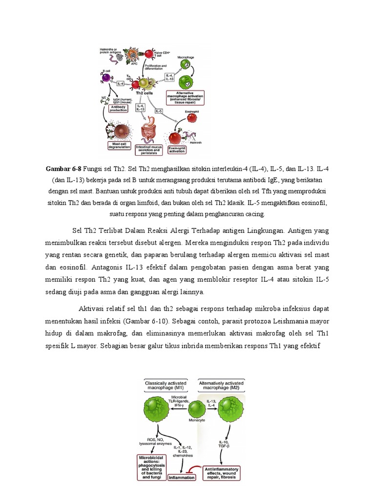 Gambar 6-8 Fungsi Sel Th2. Sel Th2 Menghasilkan Sitokin Interleukin-4 (IL-4), IL-5, Dan IL-13 ...