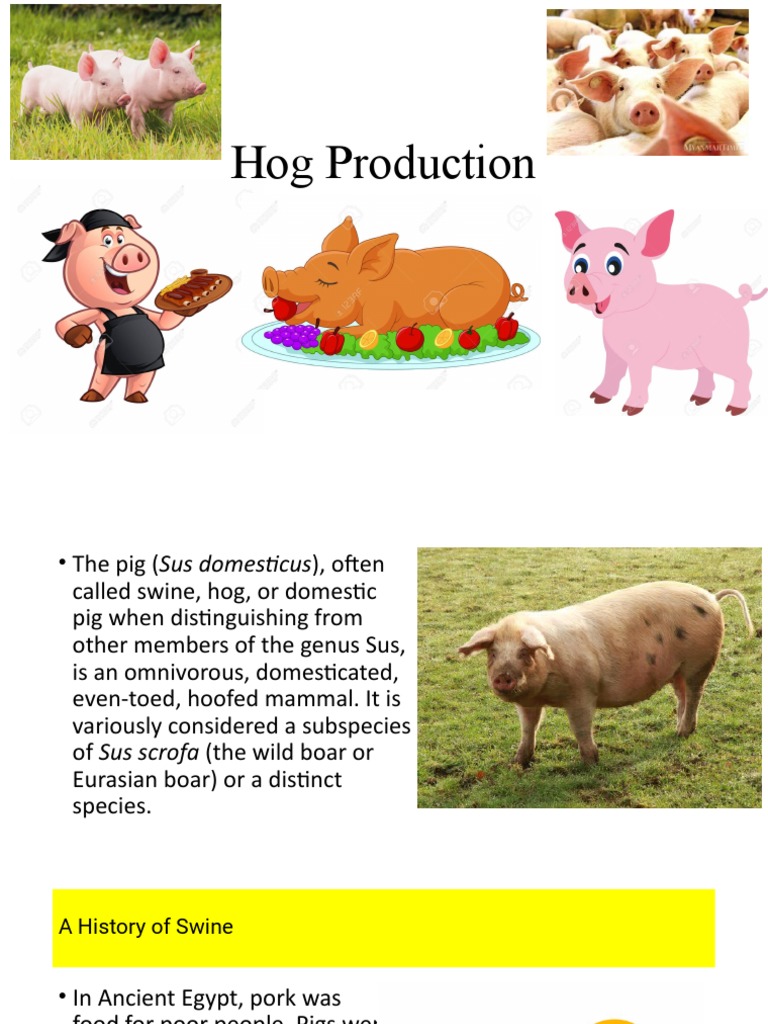 Swine Production | PDF | Pig | Wild Boar