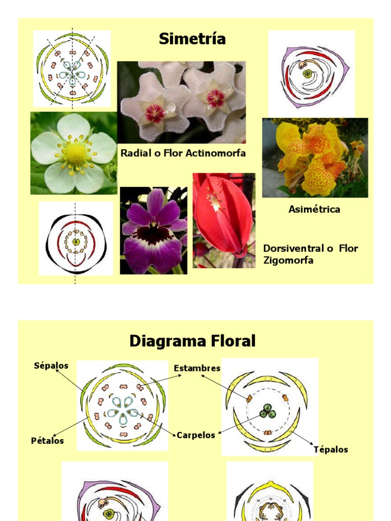 Cap. IV Bo - 6. Simetria-Diagrama-Formula | PDF