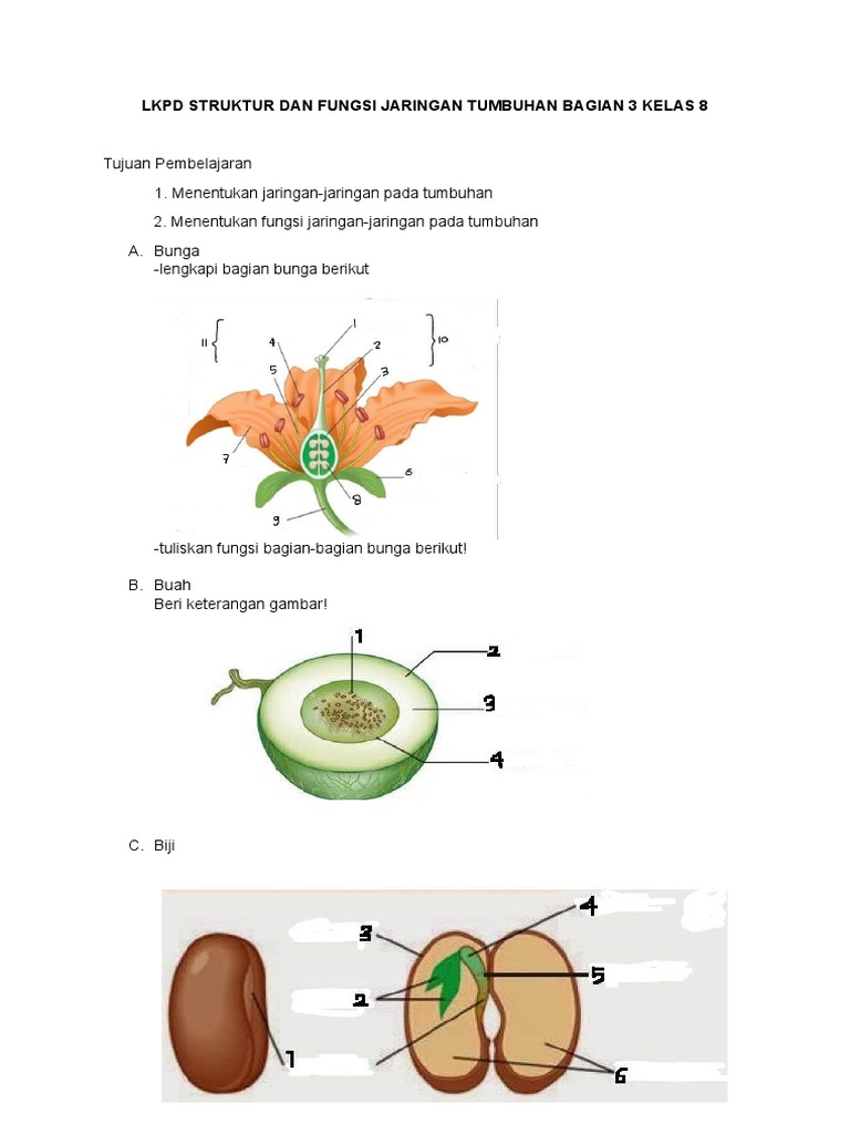Jaringan dan Fungsi Tumbuhan Kelas 8 | PDF | Sains & Matematika | Komputer