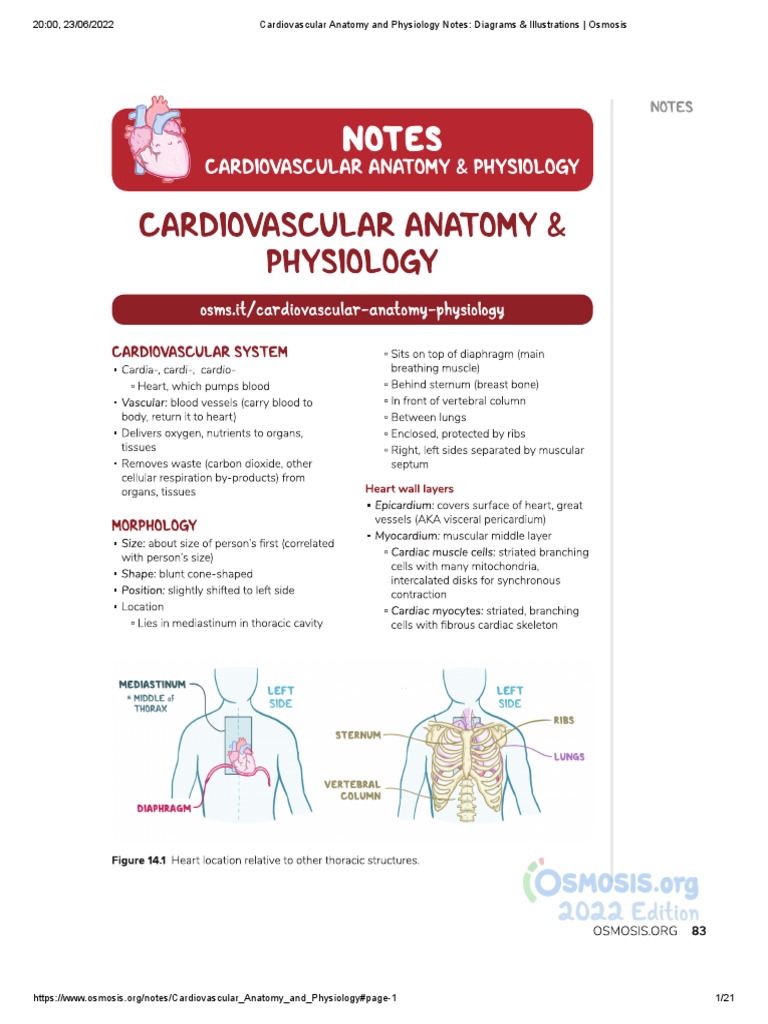 Cardiovascular Anatomy and Physiology Notes - Diagrams & Illustrations ...