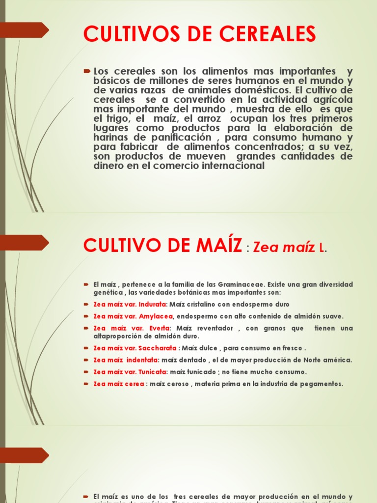 Maiz | PDF | Maíz | Cereales