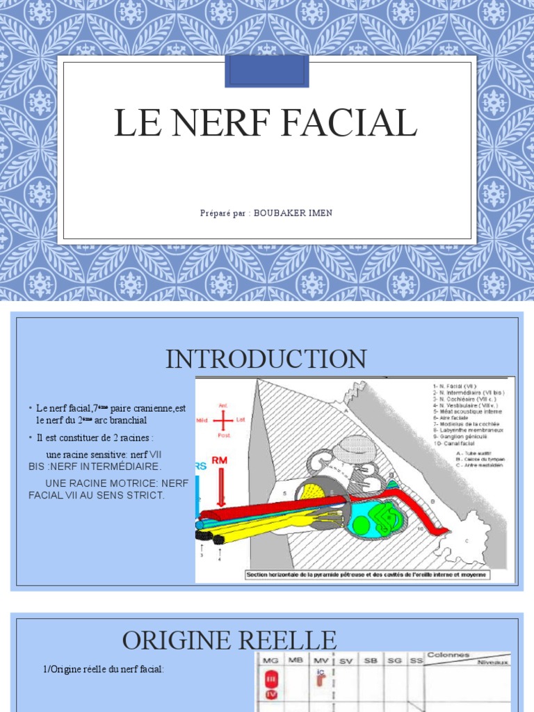Le Nerf Facial | PDF