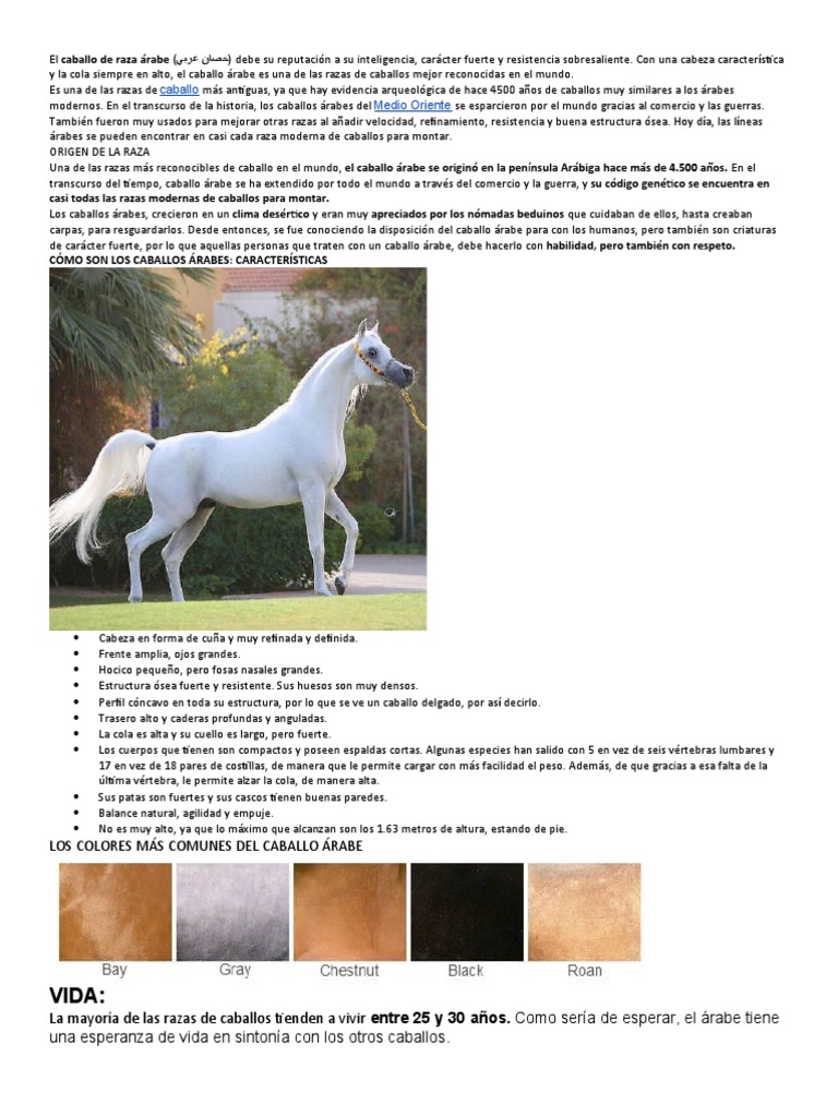 Características del Caballo Árabe | PDF