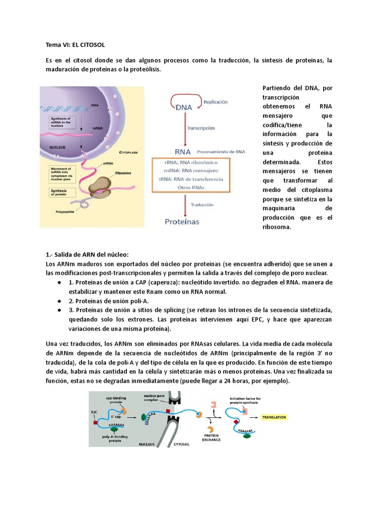 Citosol | PDF | Traducción (biología) | Proteasoma