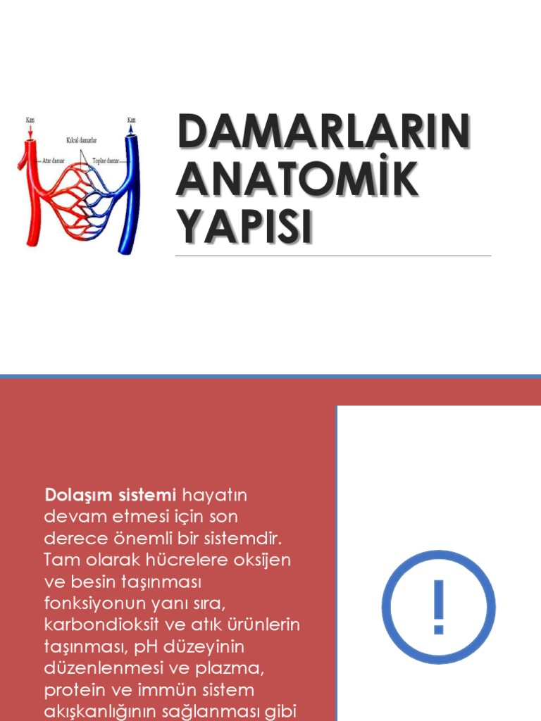 Damar Yapisi | PDF