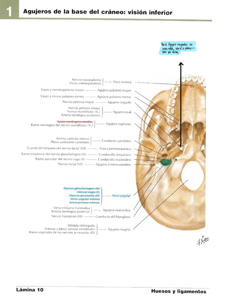 Netter - Atlas de Anatomía Humana, 4 Edición | PDF