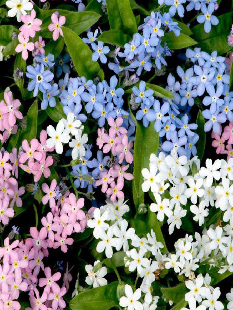 Forget Me Not | PDF