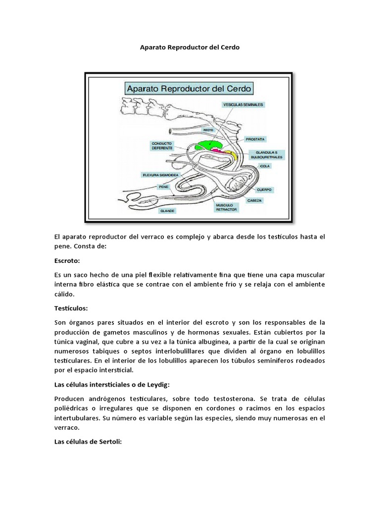 Aparato Reproductor Del Cerdo | PDF