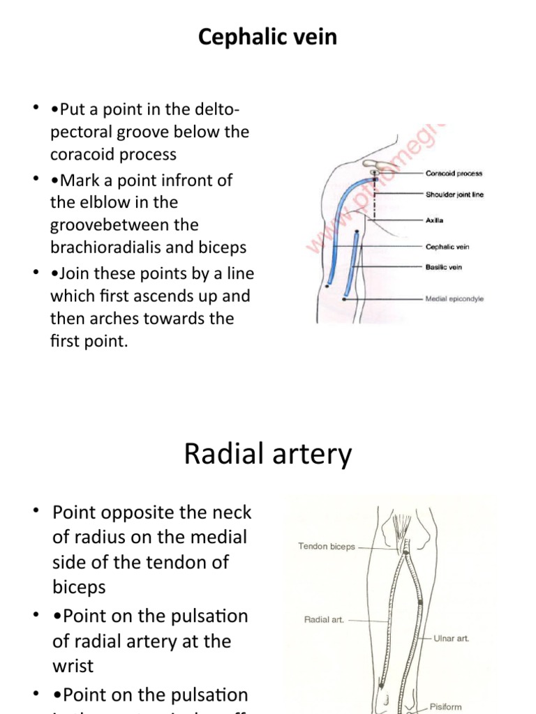 Surface Marking | PDF | Heart Valve | Human Leg