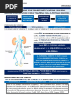 Grados de Varicocele: Clasificación y Evaluación | PDF | Sistema ...