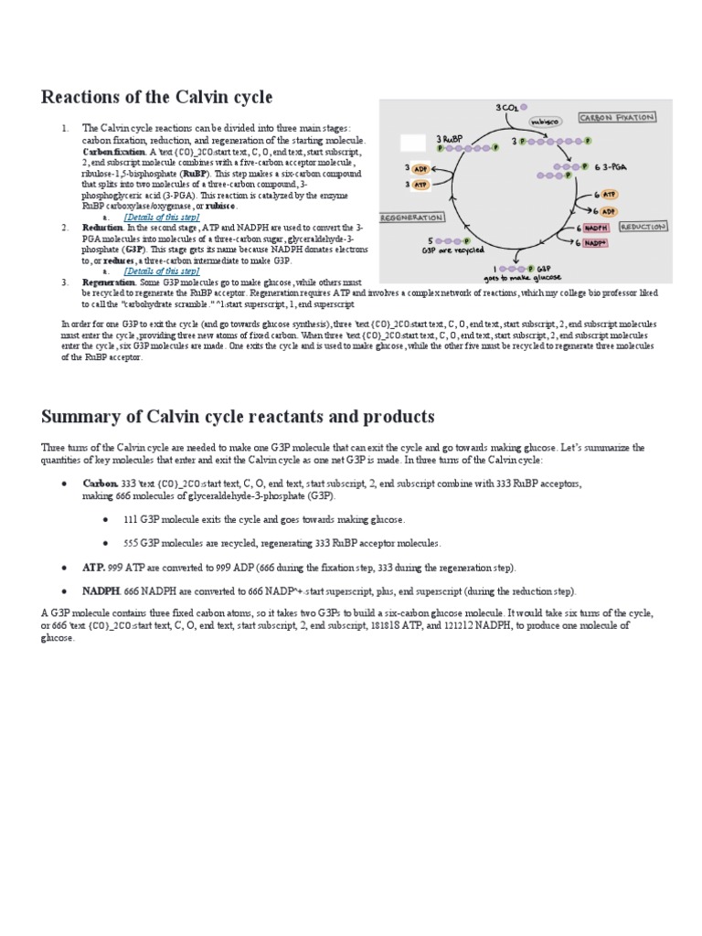 Overview of the Calvin Cycle Reactions | PDF | Photosynthesis ...