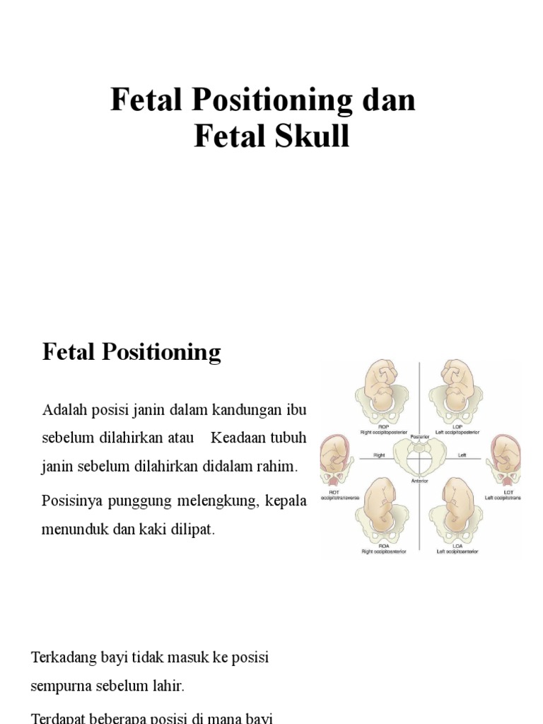 Fetal Position and Fetal Skull | PDF