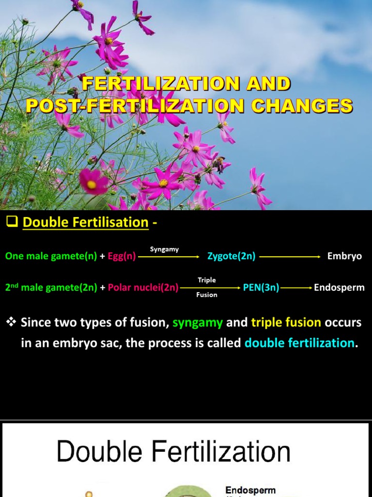 CH-2 Part-Ii | Download Free PDF | Seed | Embryo