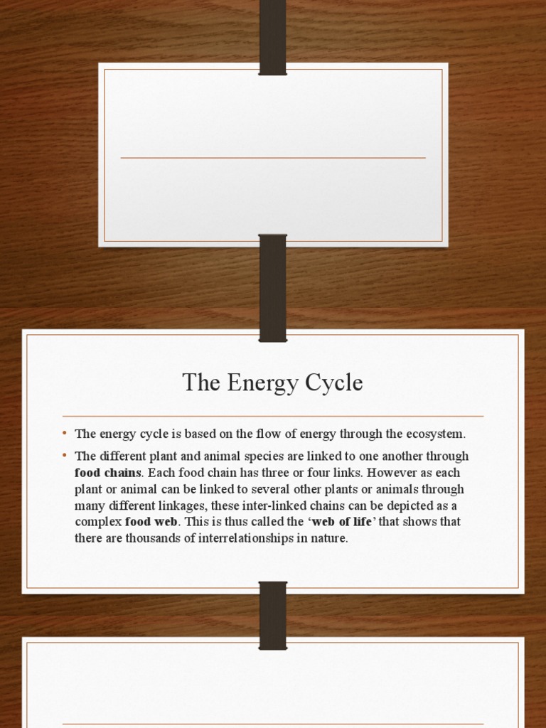 Food Chain Forest Ecosystem P1 | PDF | Food Web | Forests