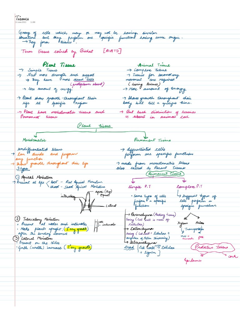Tissue Introduction | PDF