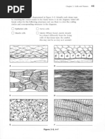 Anatomical Position Worksheet | PDF | Anatomical Terms Of Location ...