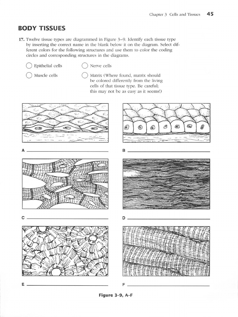 Anatomy_ Chapter 3 Tissues WS | PDF | Epithelium | Tissue (Biology)