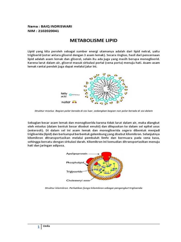 Metabolisme Trigliserida dan Lipid | PDF